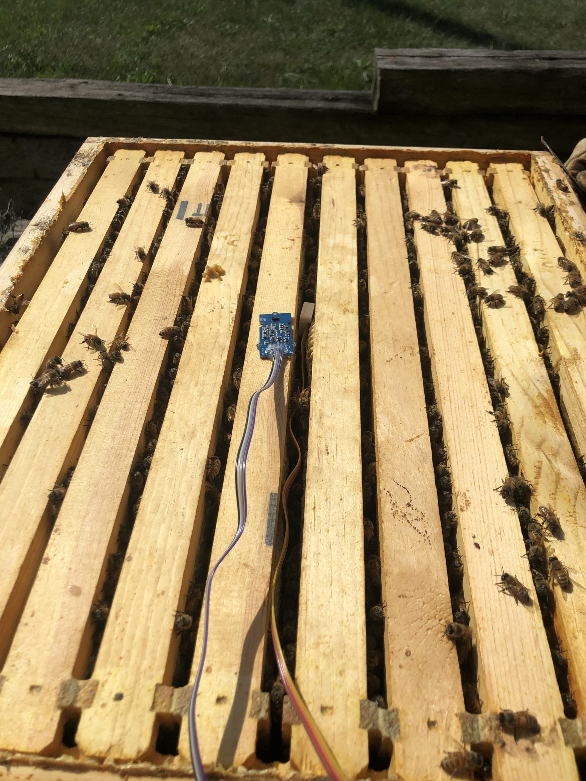 Projects – WaggleNet